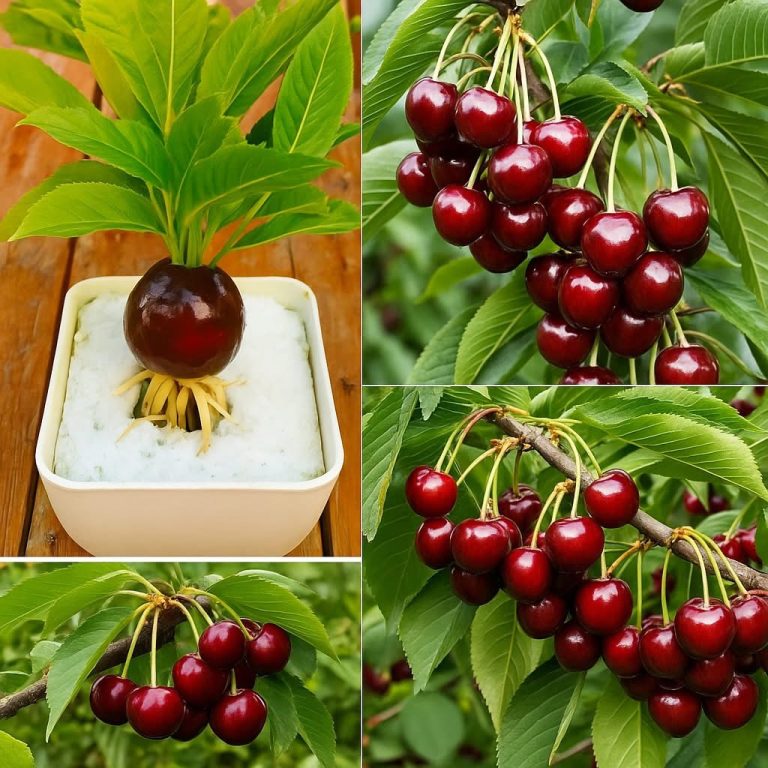 Don’t Throw Away That Cherry Pit Here’s How to Grow a Plant at Home in ...