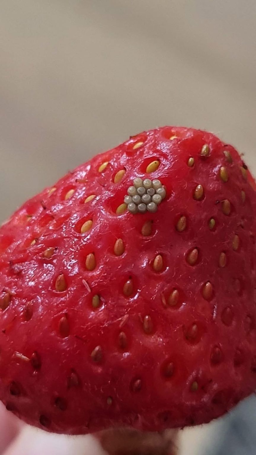 I soaked my berries in salt water and saw these white wiggling things ...